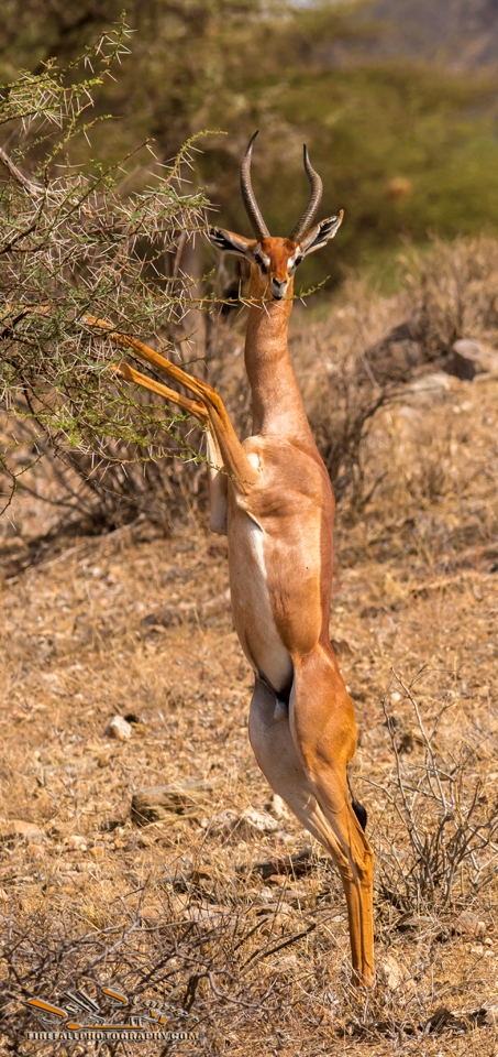 My Kenya Photo Safari: Ten Impressions (Plus some photos too ...